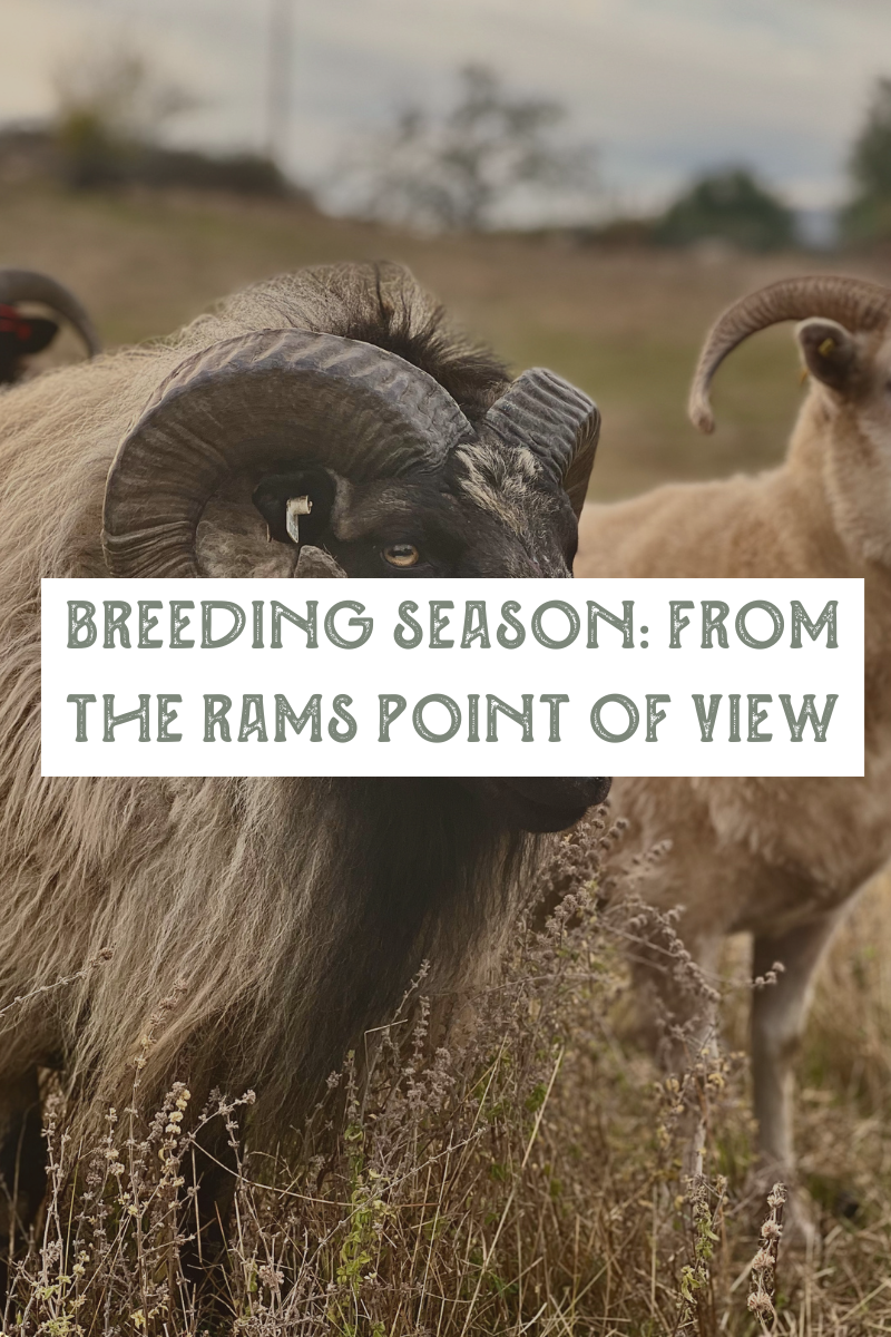 The Rams of Breeding Season: What's the Big Deal? – Wild Things Ranch