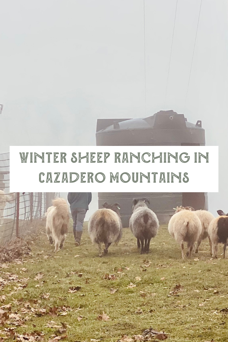Winter Sheep Ranching in Cazadero Mountains: Embracing Nature's Shelte ...
